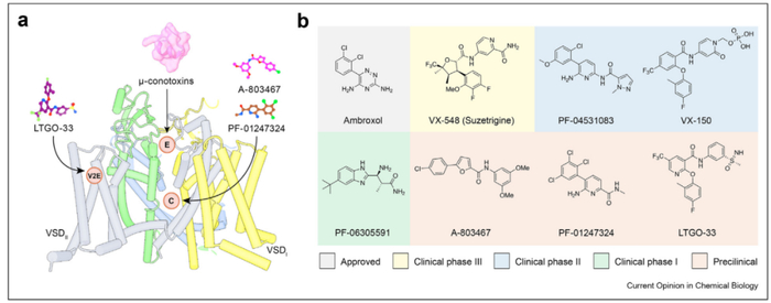 颜宁院士团队 Nav1.8 抑制剂研发最新进展！用结构生物学破解疼痛治疗难题
