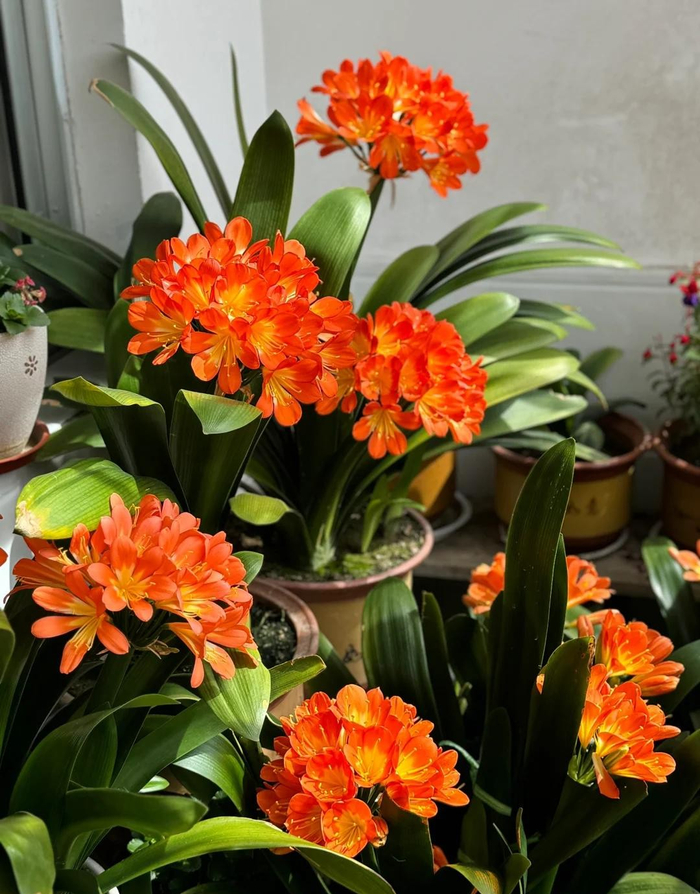 “人养花三年,花养人一生”,这10种阳台植物,旺财又旺人|叶子|君子兰|吉利|积水|富贵竹_新浪新闻