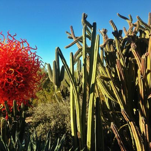 Dale Chihuly：让沙漠开出绚丽的花！_手机新浪网