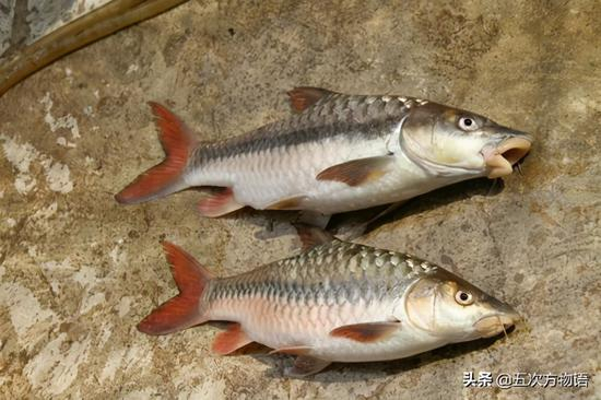 揭开“世上最好吃的淡水鱼----忘不了鱼”的神秘面纱|吉罗|鱼|云南|新光|淡水鱼_新浪新闻