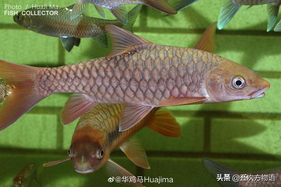 揭开“世上最好吃的淡水鱼----忘不了鱼”的神秘面纱|吉罗|鱼|云南|新光|淡水鱼_新浪新闻