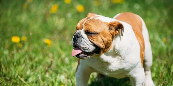 英国斗牛犬需通过杂交改善健康_手机新浪网