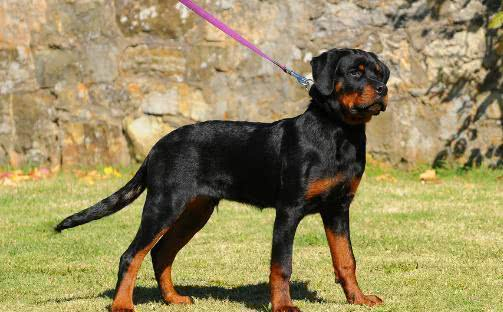 出现在电影中的罗威纳犬你知道么？如何正确饲养它？快来看看吧