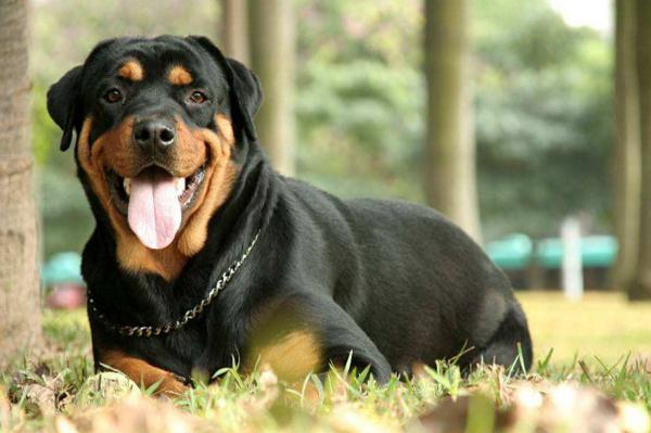 养罗威纳犬，这7件事情千万不要做，否则你就不是称职的铲屎官！|罗威纳|纳威|狗狗_新浪新闻