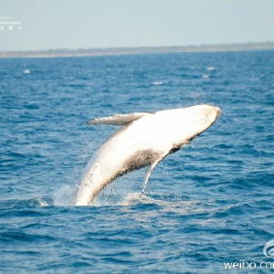 全澳最佳观鲸地点，昆士兰州赫维湾观鲸指南！_手机新浪网