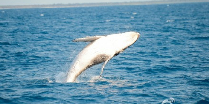 全澳最佳观鲸地点，昆士兰州赫维湾观鲸指南！_手机新浪网