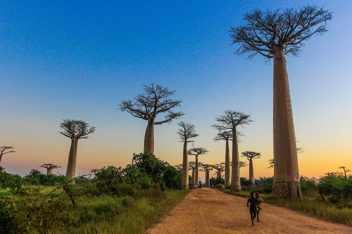 马达加斯加猴面包树大道：一生必去一次的地方