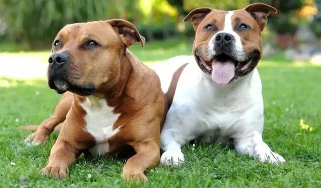 如此霸气又呆萌的斯塔福，确定不来一只吗？