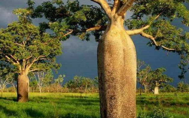 世界上最能蓄水树:一棵树能储存12吨水,非洲人民靠它才能生!
