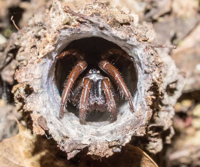 这蜘蛛爱玩塔防游戏，自己建炮塔住，一蹲就是16年