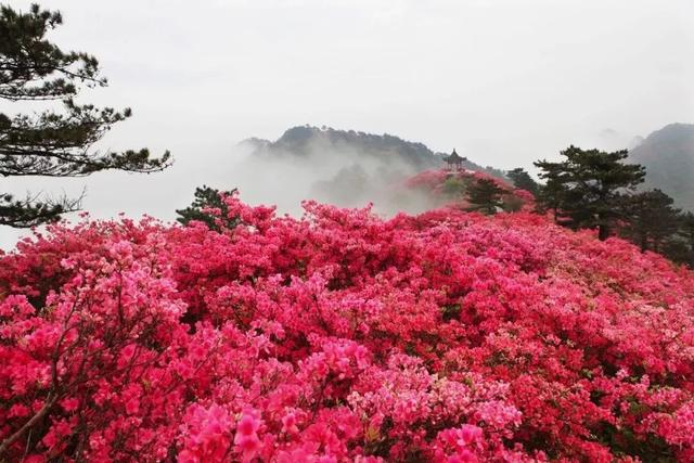 瓦屋山漫山花海，半山农庄邀你去四川“酔”美赏花圣地
