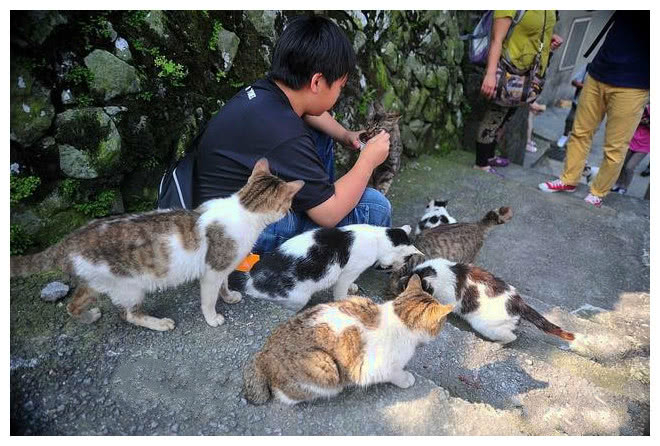 猫猫最有地位的三个地方：日本有猫岛，土耳其是猫国，台湾有猫村