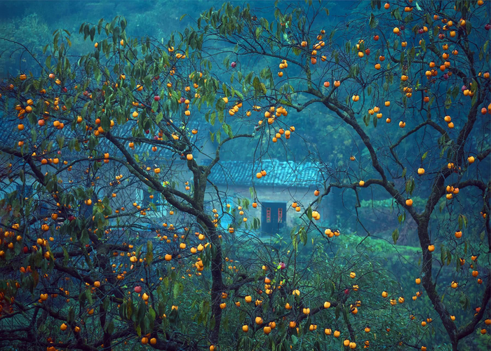 When the persimmon trees bear fruit (liwei lin) : r/sehnsuchtpics