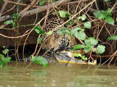 美洲豹捕食鳄鱼的那些精彩瞬间