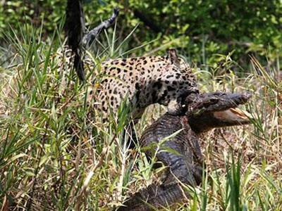 美洲豹捕食鳄鱼的那些精彩瞬间