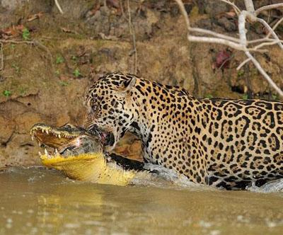 美洲豹捕食鳄鱼的那些精彩瞬间