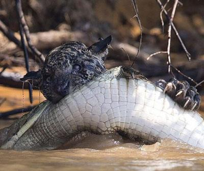 美洲豹捕食鳄鱼的那些精彩瞬间