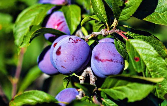 它被称为“奇迹水果”，是水果中的贵族，光是外表就十分美艳！