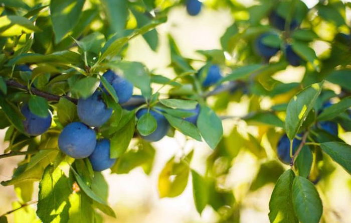 它被称为“奇迹水果”，是水果中的贵族，光是外表就十分美艳！