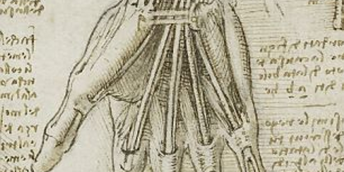 英展出达芬奇人体解剖素描：准确性惊人(图)_手机新浪网