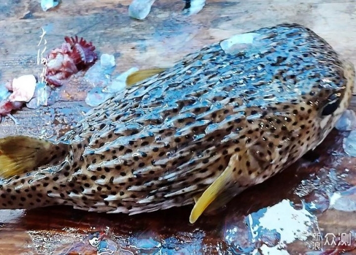 晒西沙银屿岛上海鲜盛宴，第一次吃那叫一个鲜