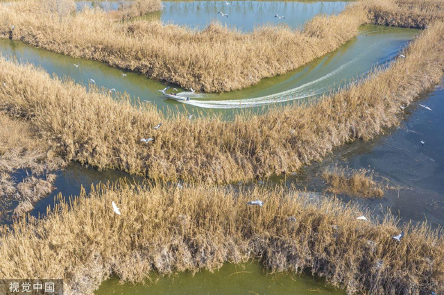 江苏宿迁：芦苇迷宫上空鹭鸟飞舞 湿地景区成鸟类家园_新浪图片