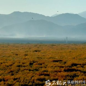 120万亩红柳林如何让荒漠重生——哈拉峻乡的生态振兴实践_手机新浪网