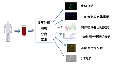 为什么要检测CTC？了解关于CTC的介绍和临床应用