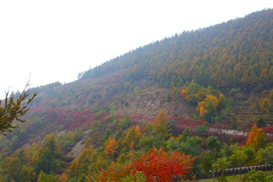 一幅金秋的天然画卷，自驾G108国道