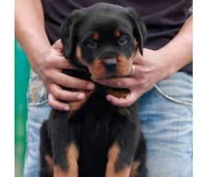 世界名犬——罗威纳犬（Rottweiler）|罗威纳|罗特|犬种