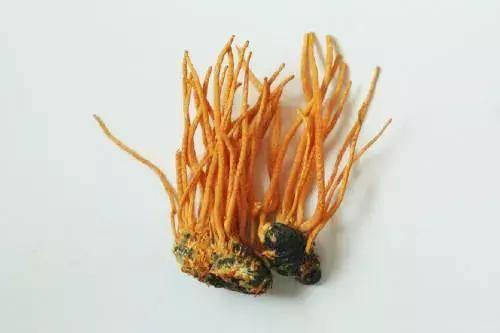 科普解读: 蛹虫草、虫草花、虫草子实体, 傻傻分不清楚怎么办?|虫草|蛹虫草|菌种_新浪新闻