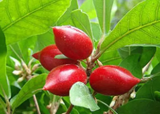 这种水果是味觉魔术师，能够改变口腔味觉，将酸变成甜的