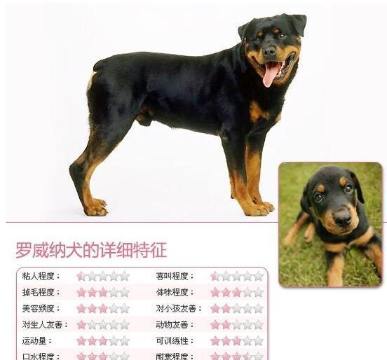 世界名犬——罗威纳犬（Rottweiler）|罗威纳|罗特|犬种