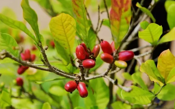 这种水果是味觉魔术师，能够改变口腔味觉，将酸变成甜的