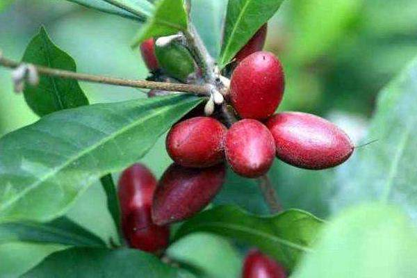 一种可以把任何味道都变甜的神奇果子，被誉为“果园中的魔术师”