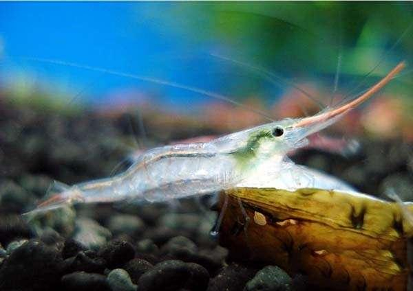 详细介绍关于红鼻虾繁殖的全过程