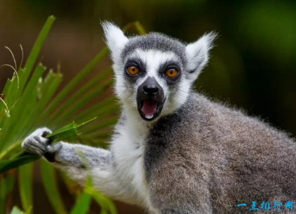 世界上最懒的十种动物 原来你是这样的考拉！