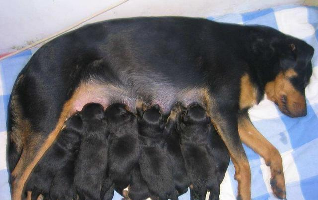 世界名犬——罗威纳犬（Rottweiler）|罗威纳|罗特|犬种