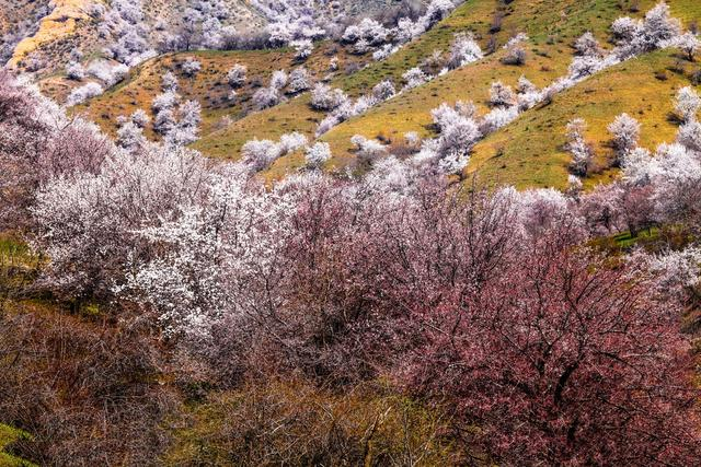 最美新疆之伊犁杏花沟，中世纪遗留最大的原始野杏林