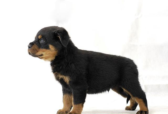 世界名犬——罗威纳犬（Rottweiler）|罗威纳|罗特|犬种