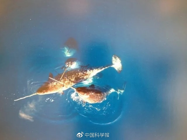 头上有角的“马”可能是假的，但头上有“角”的鲸是真实存在的