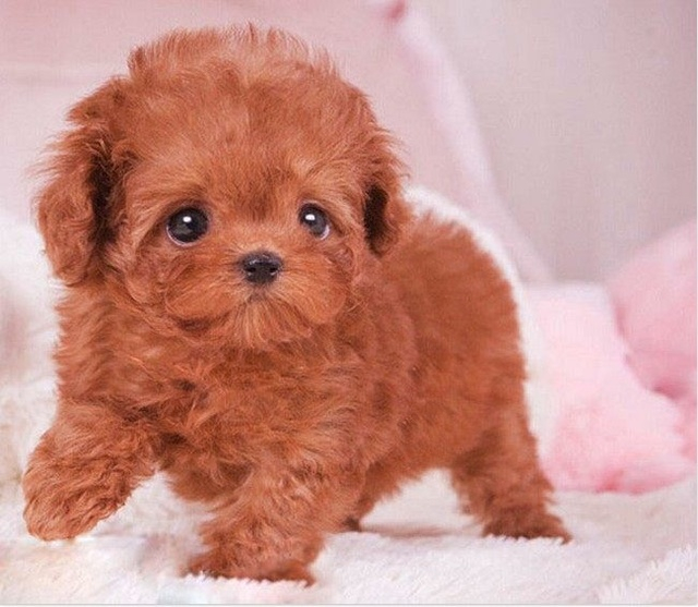 朋友去了一趟德国，回来就问为什么德国的狗狗很多都缺了这个...