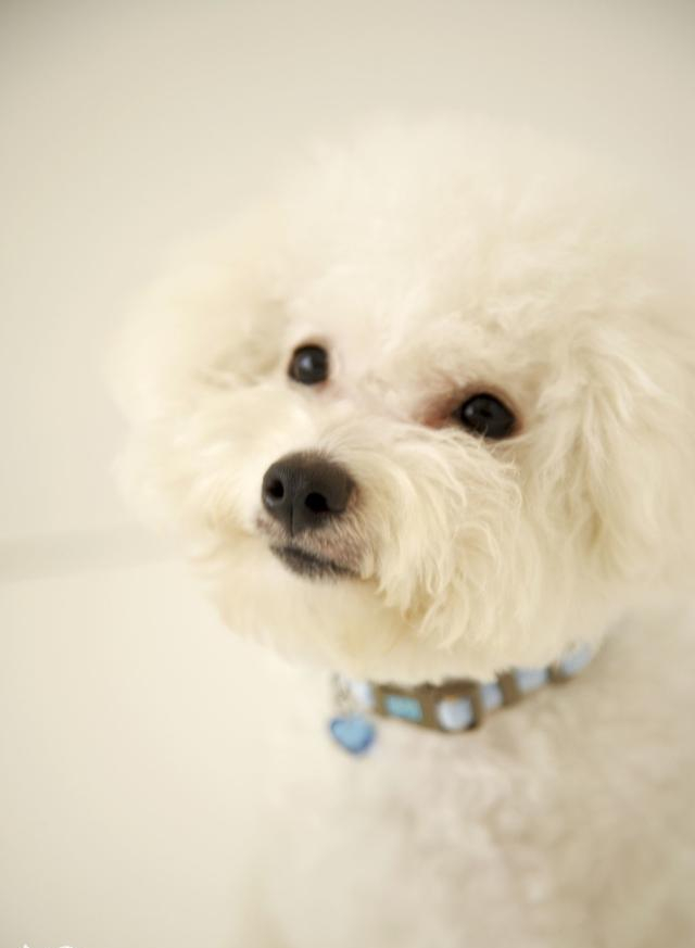 世界名犬——比熊犬（Bichon Frisé）_新浪新闻