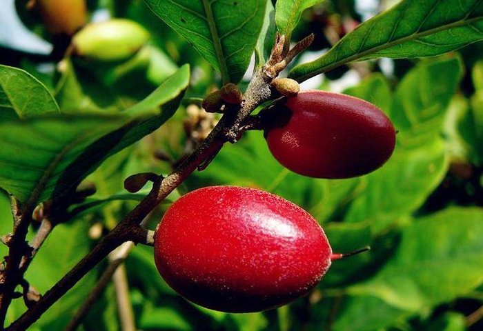 一种可以把任何味道都变甜的神奇果子，被誉为“果园中的魔术师”