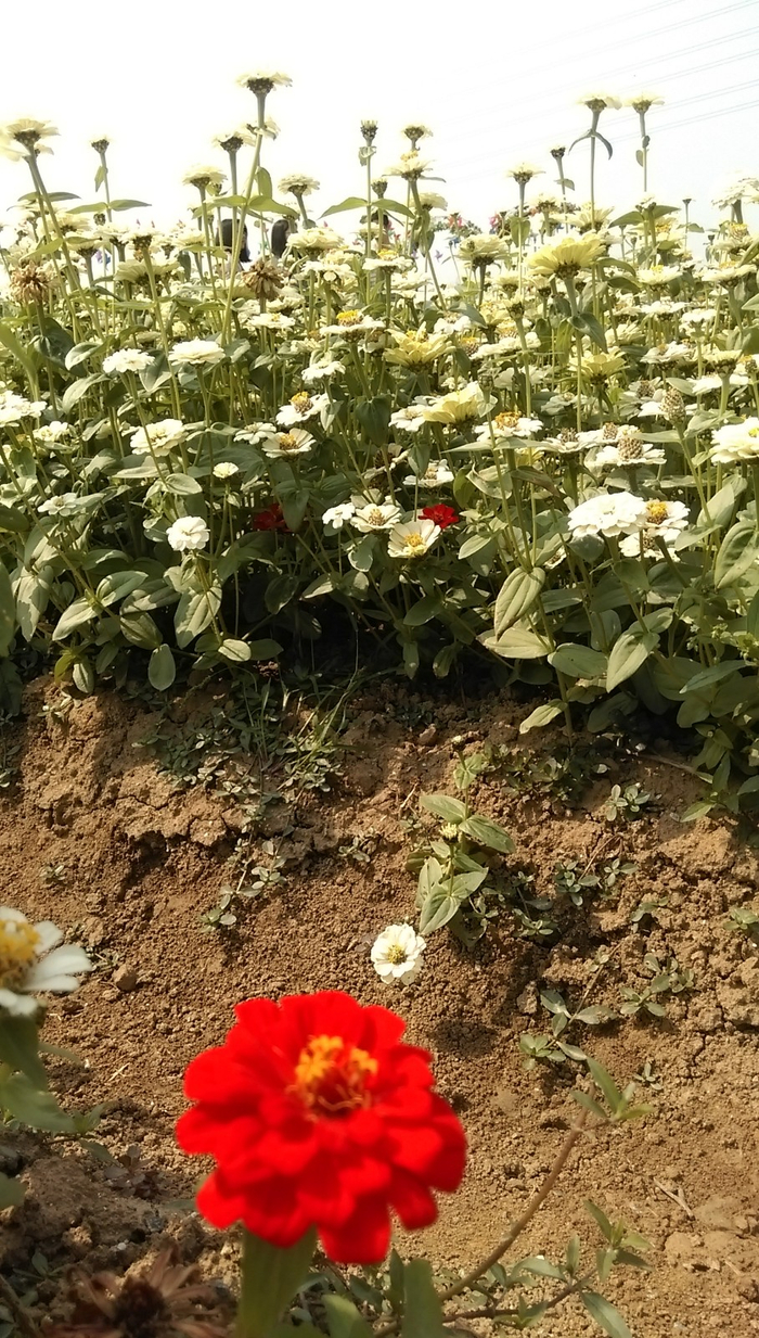 二年级语文寒假作业之寻找身边的中国春节文化|文化|节日|活动_新浪新闻