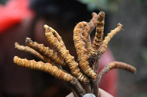 色彩斑斓那曲草原！一县一品公益助农，西藏色尼农特产品那曲虫草