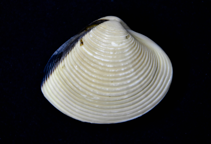 海南鱼市常见贝类（一）|海南|贝类|鱼市|蛤|文蛤_新浪新闻