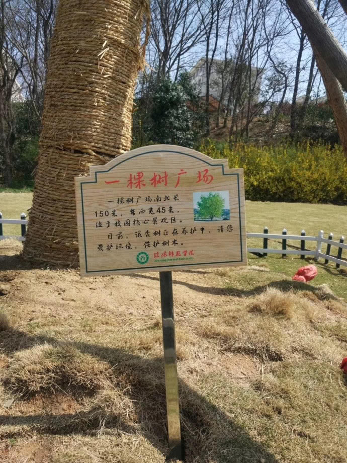 河南一高校“情人坡”改名，学生评论扎心|情人坡|扎心|一棵树|广场|学生_新浪新闻