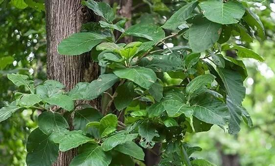 缅甸最大柚木树围超过8米, 被当地人称为“树神”