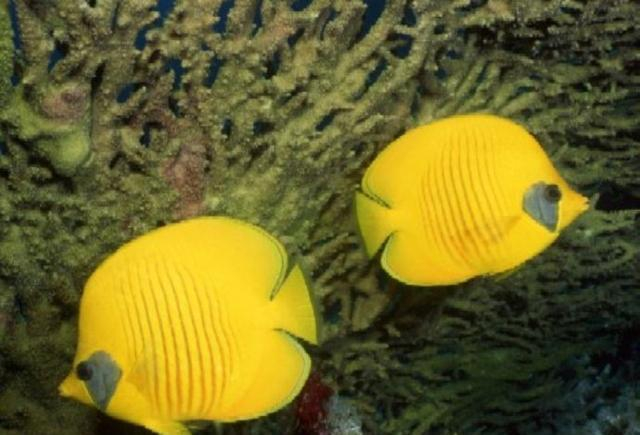 地球上10大黄色动物, 你们为什么这样黄呢?